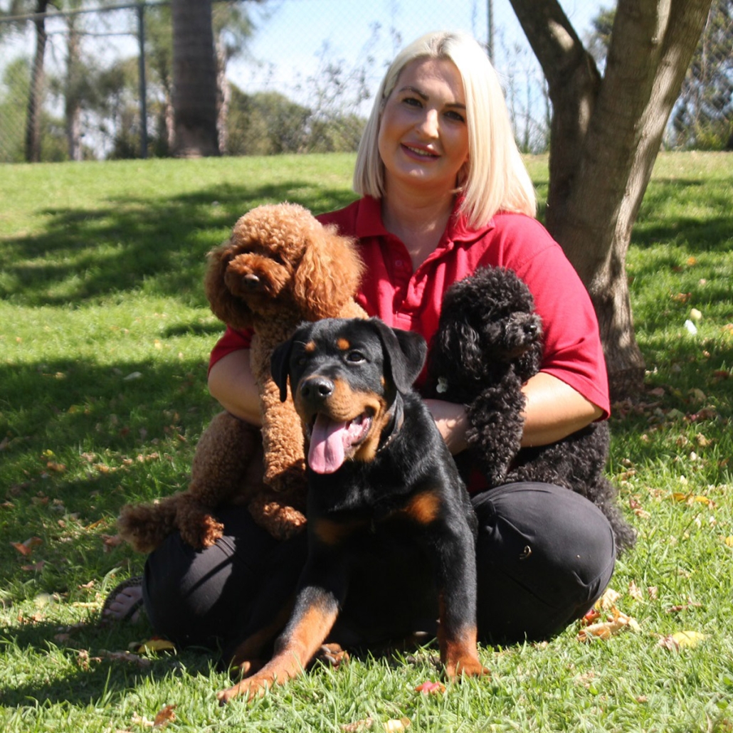 Guard Dog Training Sydney – Dog Training and Boarding