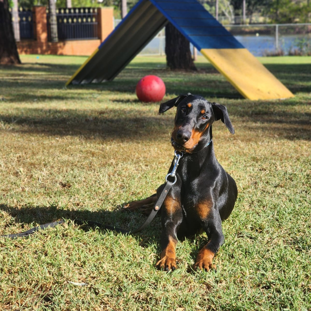 Guard Dog Training Sydney – Dog Training and Boarding