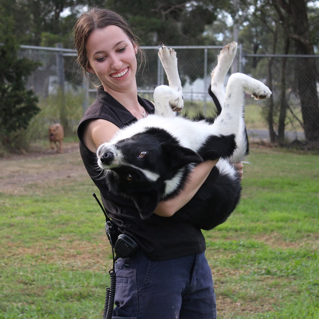 Guard Dog Training Sydney – Dog Training and Boarding